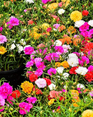 Portulaca Tapas Seeds - Bright Compact Groundcover Flowers Drought ...