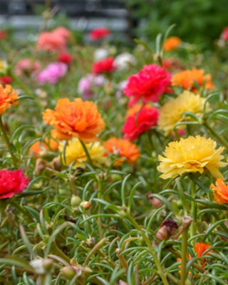 Portulaca Tapas Seeds - Bright Compact Groundcover Flowers Drought ...
