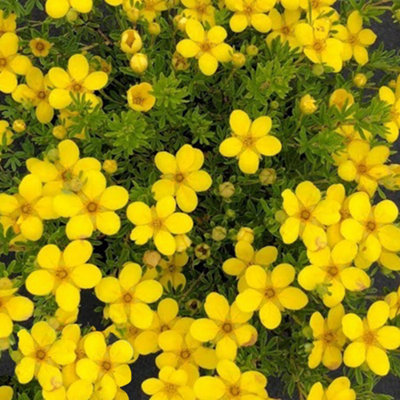 Potentilla Bella Lindsey Garden Plant - Vibrant Yellow Blooms, Compact ...