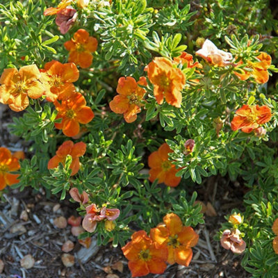 Potentilla Bella Sol Garden Plant - Yellow Flowers, Compact Size, Hardy ...