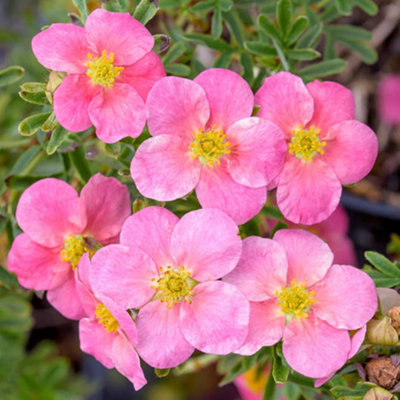 Potentilla Bellissima Garden Plant - Bright Pink Blooms, Compact Size ...