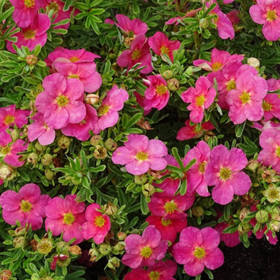 Potentilla Bellissima Garden Plant - Bright Pink Blooms, Compact Size ...