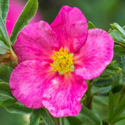 Potentilla Bellissima Garden Plant - Bright Pink Blooms, Compact Size ...