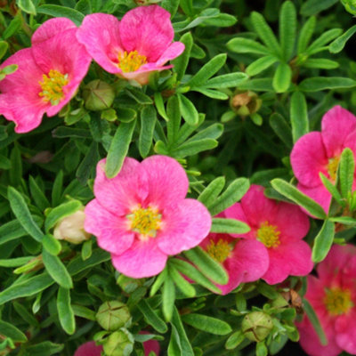 Potentilla Bellissima Garden Plant - Pink Flowers, Compact Size, Hardy ...