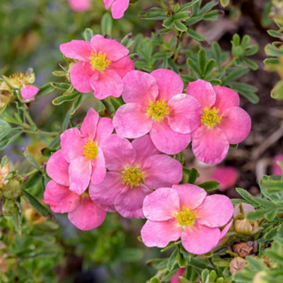 Potentilla Bellissima Garden Plant - Pink Flowers, Compact Size, Hardy ...
