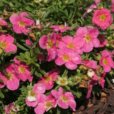 Potentilla Bellissima Garden Plant - Pink Flowers, Compact Size, Hardy ...