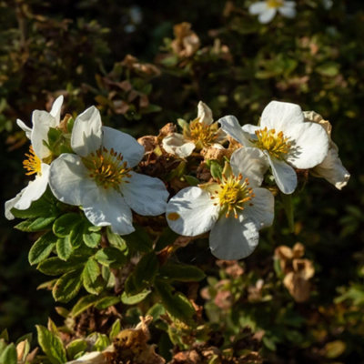 Potentilla fruticosa Goldfinger - 1 Bare Root Hardy Shrub Yellow-Orange ...