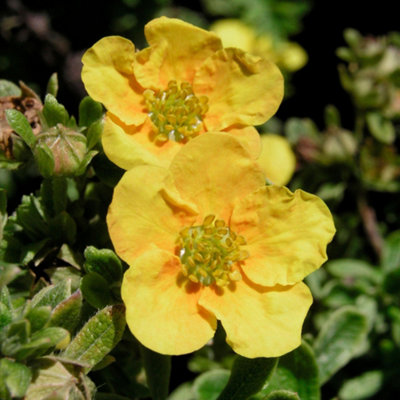 Potentilla Mango Tango Garden Plant - Bright Yellow Blooms, Compact ...