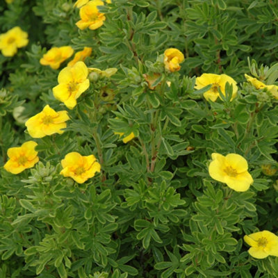 Potentilla Mango Tango Garden Plant - Bright Yellow Blooms, Compact ...