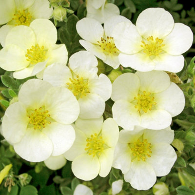 Potentilla Primrose Beauty Garden Plant - White and Yellow Blooms ...