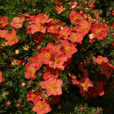 Potentilla Red Robin Garden Plant - Red Flowers, Compact Size, Hardy ...