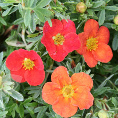 Potentilla Red Robin Garden Plant - Red Flowers, Compact Size, Hardy ...