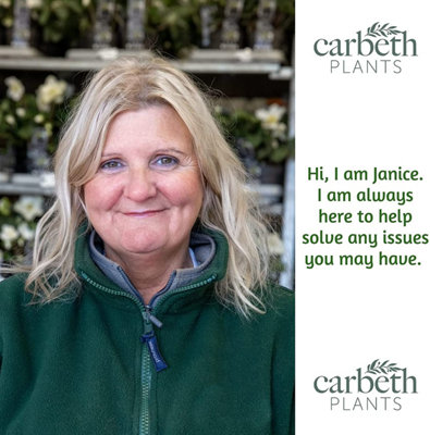 Pothos Collection - 4 Plant Mix - House Plant Collection 10cm Pot Size