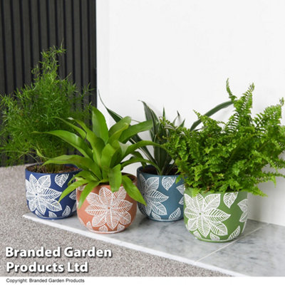 Potted Houseplant in Delphi Ceramic Pot (30cm Tall) x 3 | DIY at B&Q