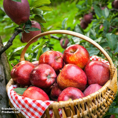 Potted Mini Fruit Tree Collection, Apple, Pear, Cherry, Plum Ideal for ...