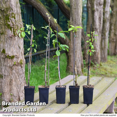 Potted Mini Fruit Tree Collection, Apple, Pear, Cherry, Plum Ideal for ...