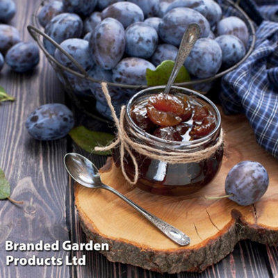 Potted Mini Fruit Tree Collection, Apple, Pear, Cherry, Plum Ideal for ...