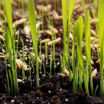 Power Up Superfast Lawn Seed with NITRO-COAT