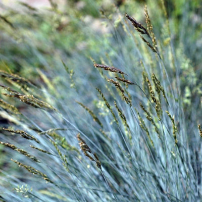Prairie Blue Fescue Ornamental Grass - Striking Blue Grey Foliage Hardy ...
