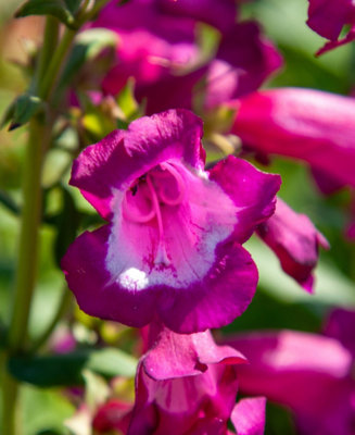 Pretty Penstemon Collection - Set of 3 Stunning plants in 1L Pots