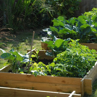 Primrose 248L Chamberlain Garden Wooden Raised Grow Bed 155cm x 80cm