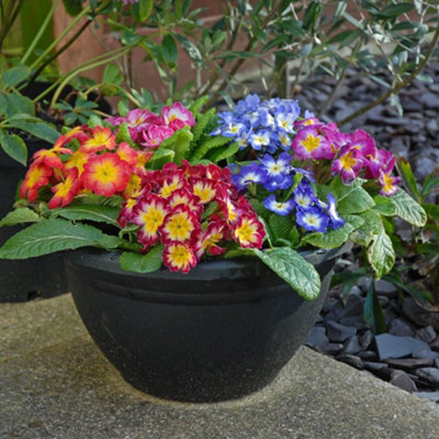 Primrose Arizona Bicolor Preplanted 14in (35cm) Potted Plant x 2 | DIY ...