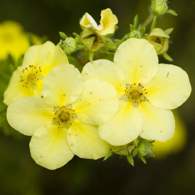 Primrose Beauty Shrubby Cinquefoil Shrub Plant Potentilla Fruticosa 2L Pot