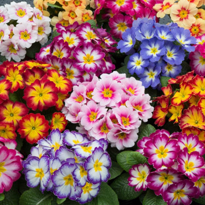 Primrose 'Bonelli Bicolour' Mix Garden Ready plants x30 | DIY at B&Q
