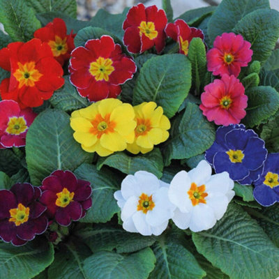 Primrose Husky Mixed 72 Plug Plants