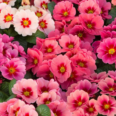 Primrose Husky Raspberry Punch 24 Plug Plants | DIY at B&Q