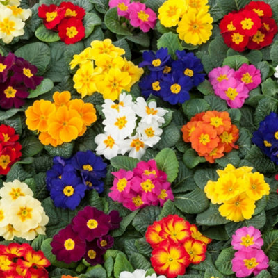 Primrose Mix - Early Spring Bloomers Collection (9cm, Pack of 6)