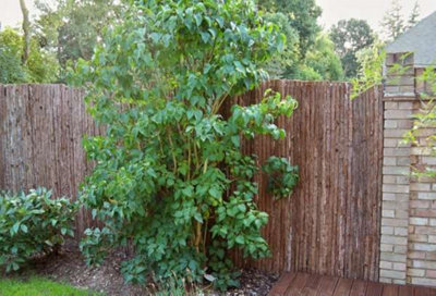 Primrose Natural Bark Screening Garden Fence Privacy Roll Sun ...