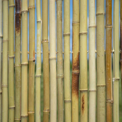 Primrose Natural Thick Bamboo White Screening Roll Privacy Screen 1.9m ...