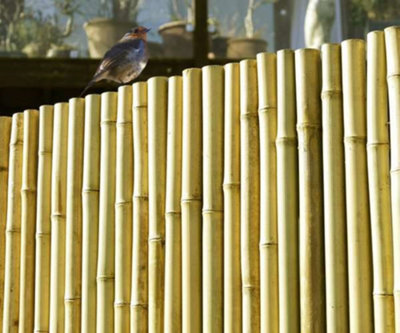 Primrose Natural Thick Bamboo White Screening Roll Privacy Screen 1.9m ...