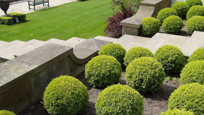 Primrose Pack of 2 9kg Strulch Mineralised Straw Garden Allotment Mulch ...