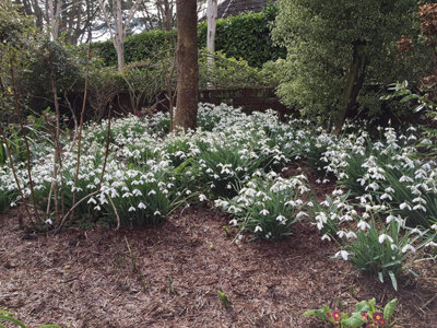 Primrose Pack of 2 9kg Strulch Mineralised Straw Garden Allotment Mulch ...