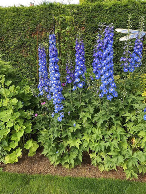 Primrose Pack of 2 9kg Strulch Mineralised Straw Garden Allotment Mulch ...