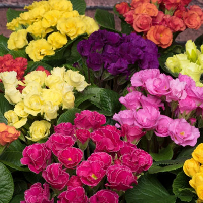 Primrose Primlet Tropical Mix 24 Plug Plants