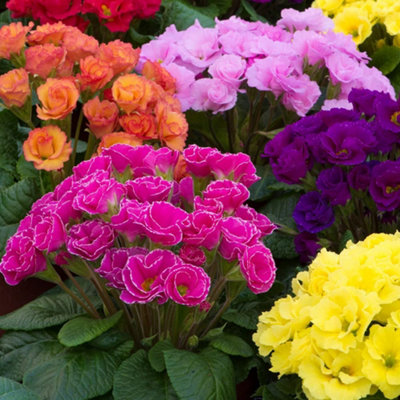 Primrose Primlet Tropical Mix 24 Plug Plants