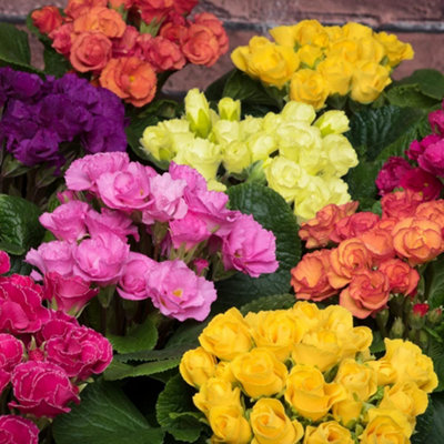 Primrose Primlet Tropical Mix 24 Plug Plants