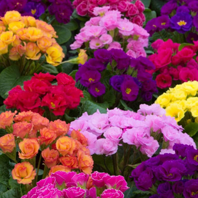 Primrose Primlet Tropical Mix 36 Plug Plants | DIY at B&Q