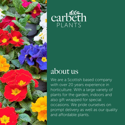 Primrose Primula 12 x Bright Mix Flowering Bedding Plants - Hardy Low ...