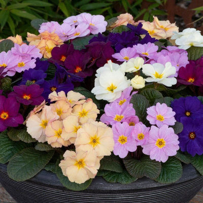 Primrose Primula 12 x Pastel Mix Flowering Bedding Plants - Hardy Low ...