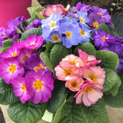 Primrose Primula 18 x Mixed Colour Flowering Bedding Plants - Hardy Low ...