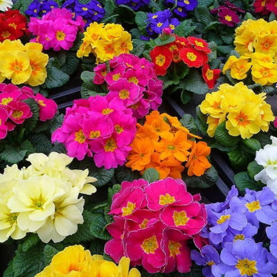 Primrose Primula 6 x Bright Mix Flowering Bedding Plants - Hardy Low ...