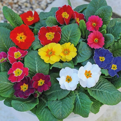 Primrose Primula 6 x Bright Mix Flowering Bedding Plants - Hardy Low ...