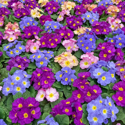 Primrose Primula 6 x Pastel Mix Flowering Bedding Plants - Hardy Low ...