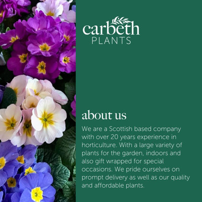 Primrose Primula 6 x Pastel Mix Flowering Bedding Plants - Hardy Low ...