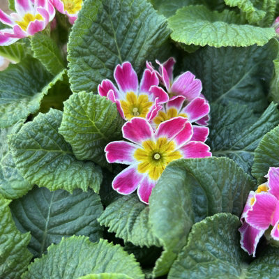 Primrose Primula 6 x Pink Mix Flowering Bedding Plants - Hardy Low ...