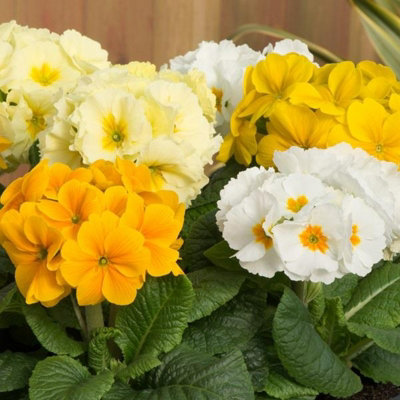 Primrose Primula 6 x Yellow White Mix Flowering Bedding Plants - Hardy ...
